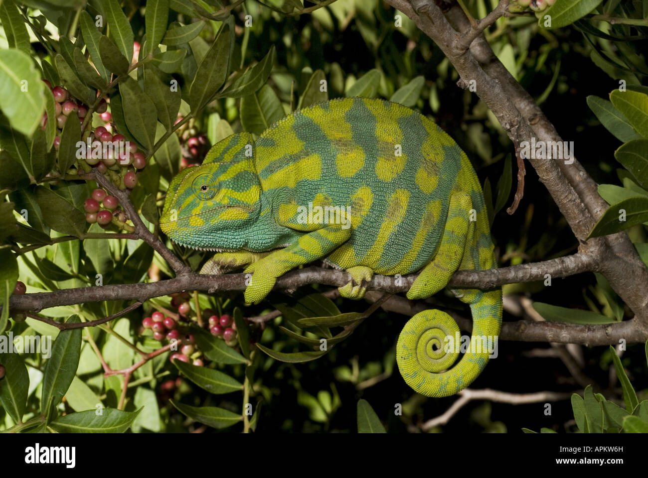 African chameleon (Chamaeleo africanus), pregnant female, Greece ...