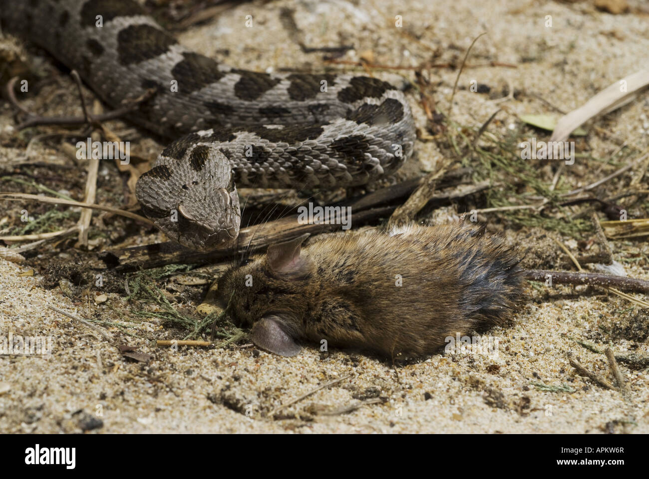 Coastal viper, European coastal viper, Ottoman viper, Near East viper ...