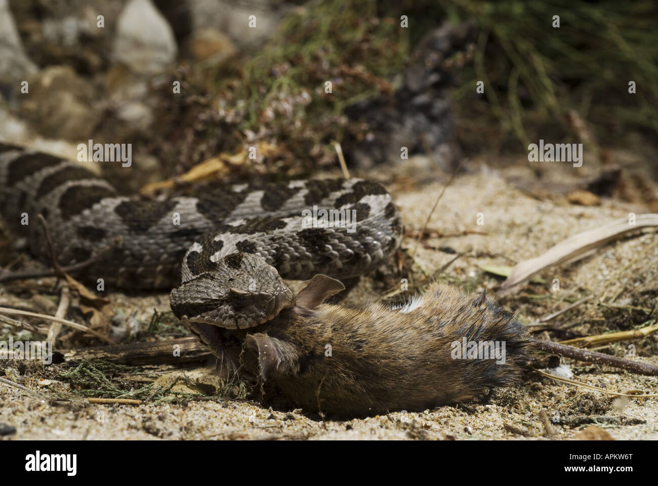 Coastal viper, European coastal viper, Ottoman viper, Near East viper ...