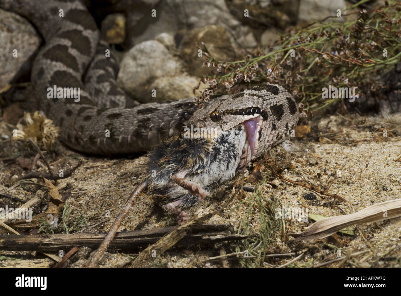 Coastal viper, European coastal viper, Ottoman viper, Near East viper ...