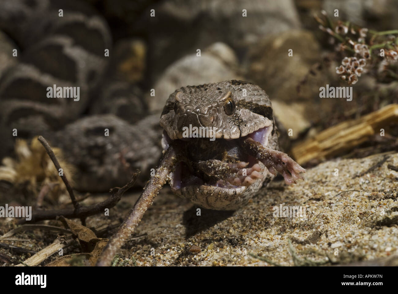 Coastal viper, European coastal viper, Ottoman viper, Near East viper ...