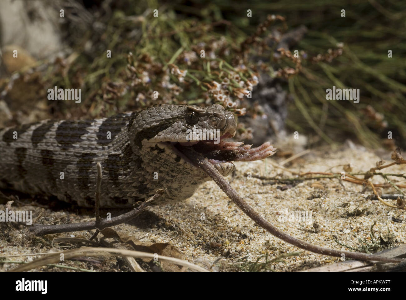 Coastal viper, European coastal viper, Ottoman viper, Near East viper ...