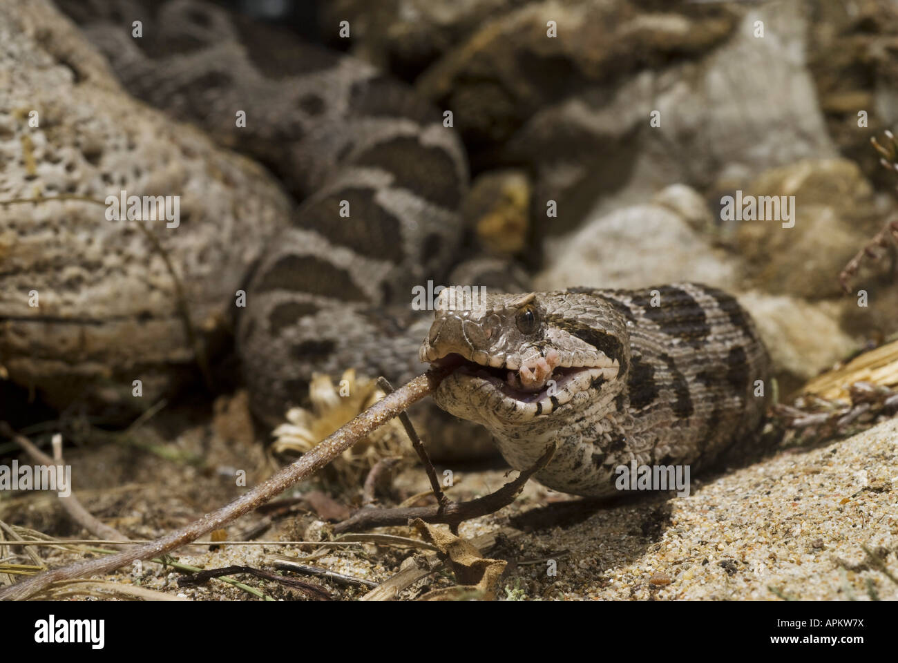 Coastal viper, European coastal viper, Ottoman viper, Near East viper ...