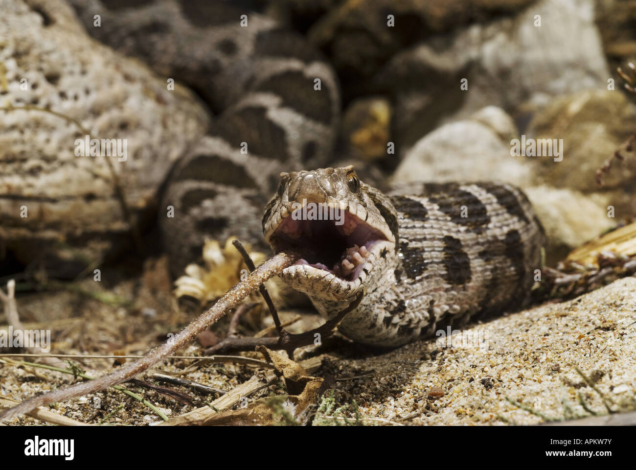 Coastal viper, European coastal viper, Ottoman viper, Near East viper ...