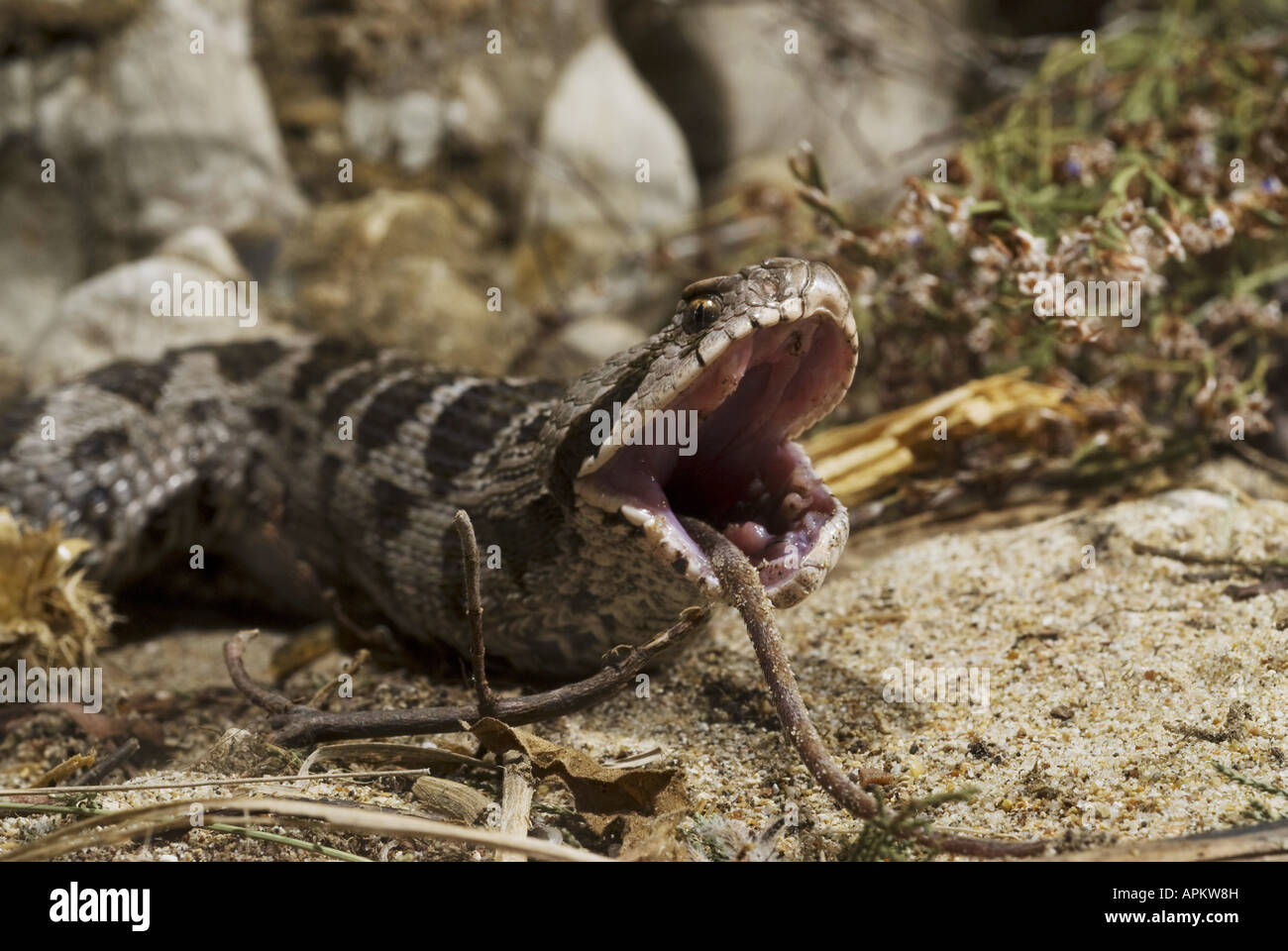 Coastal viper, European coastal viper, Ottoman viper, Near East viper ...