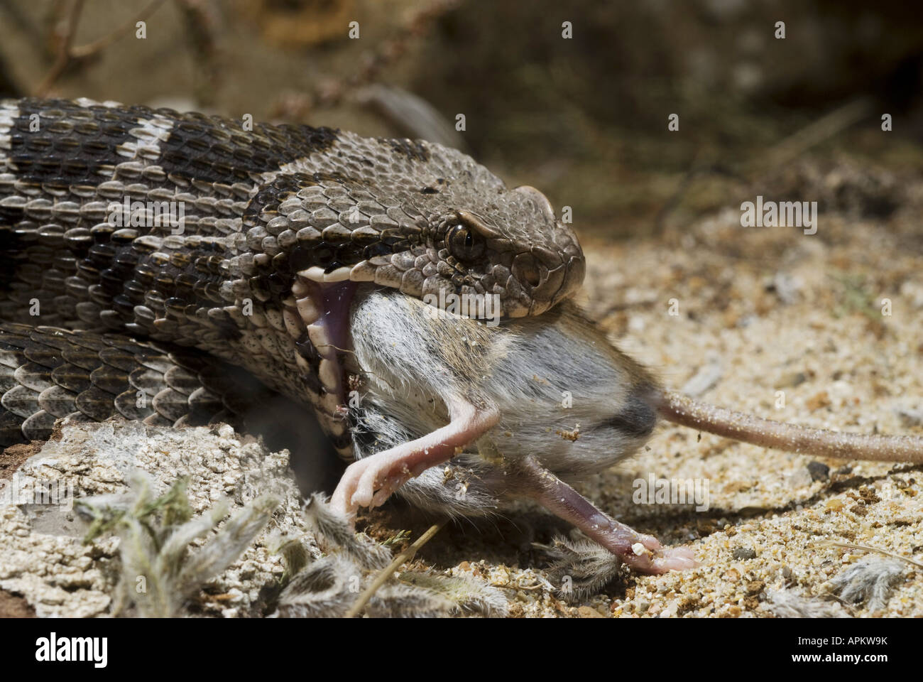 Coastal viper, European coastal viper, Ottoman viper, Near East viper ...