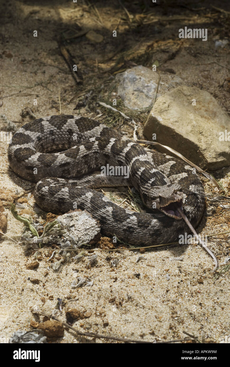 Coastal viper, European coastal viper, Ottoman viper, Near East viper ...