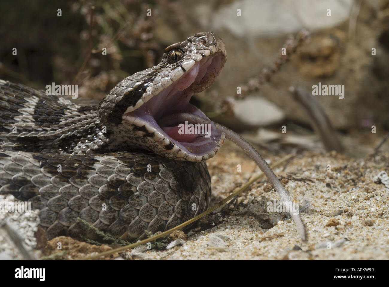 Coastal viper, European coastal viper, Ottoman viper, Near East viper ...