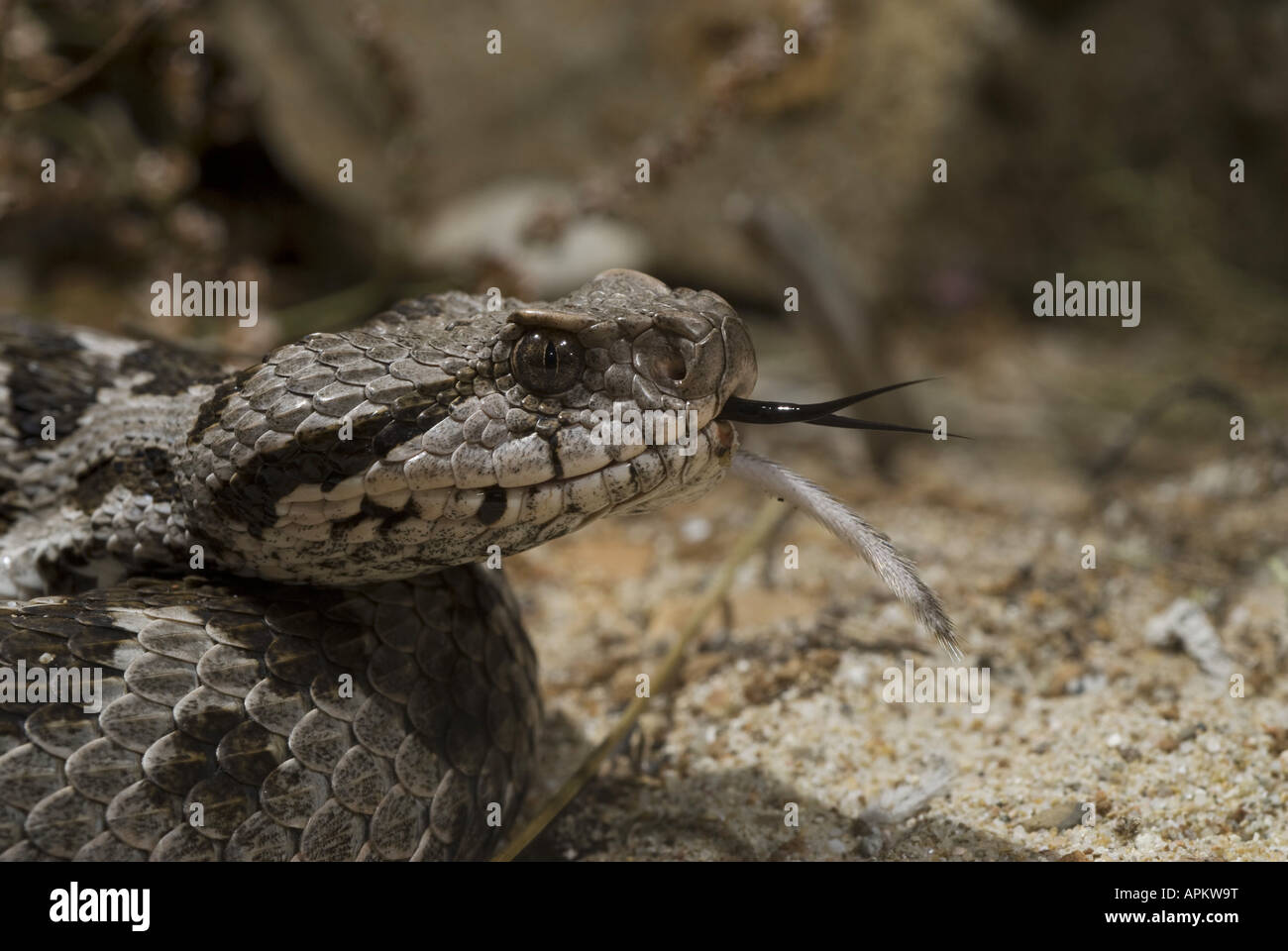Coastal viper, European coastal viper, Ottoman viper, Near East viper ...