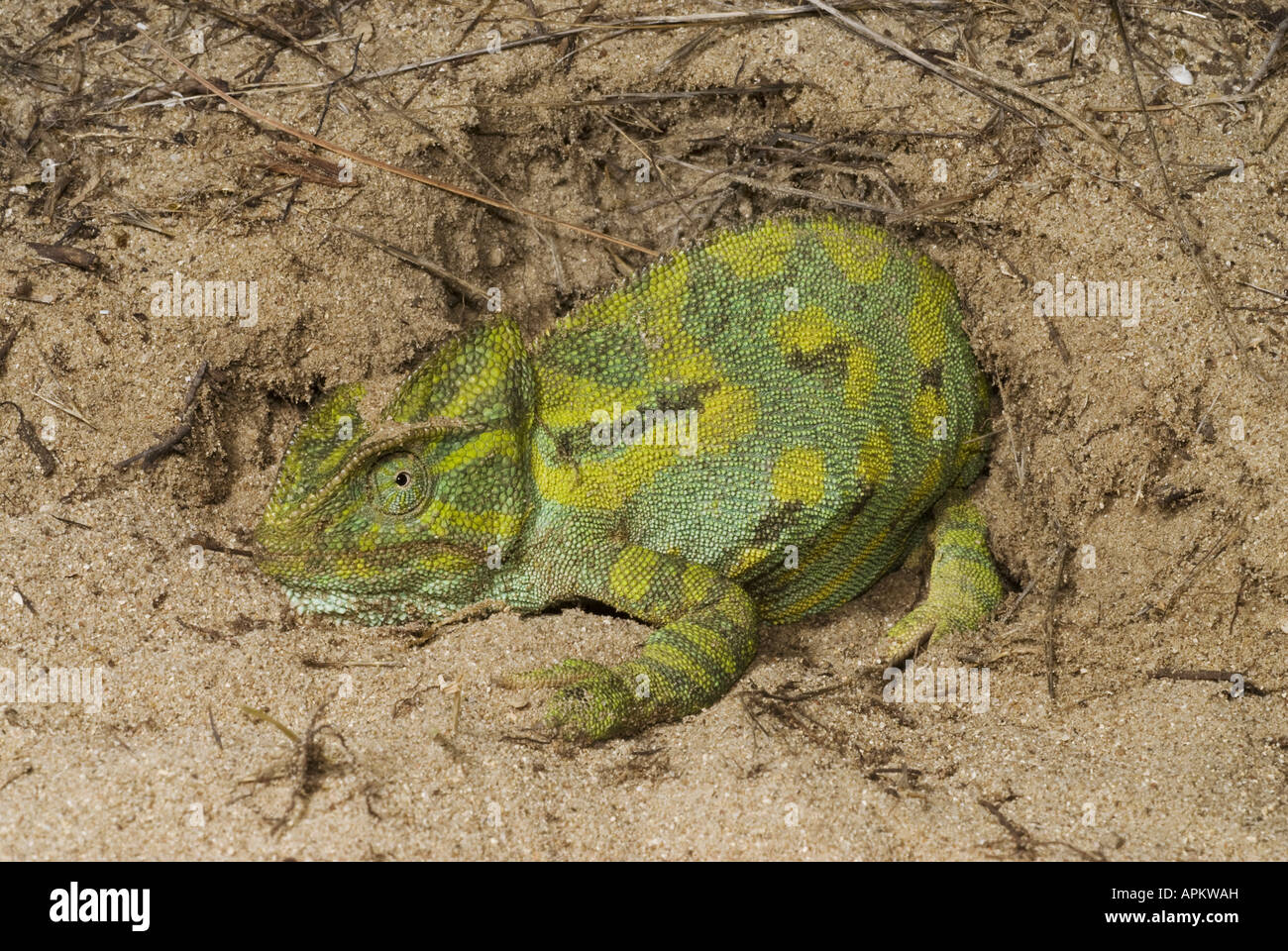 African chameleon (Chamaeleo africanus), in front of closed nest ...