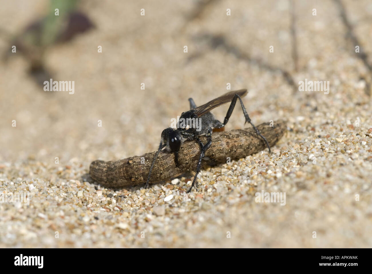 digger wasp, hunting wasp (Sphecidae, Sphegidae), digger wasp with prey ...