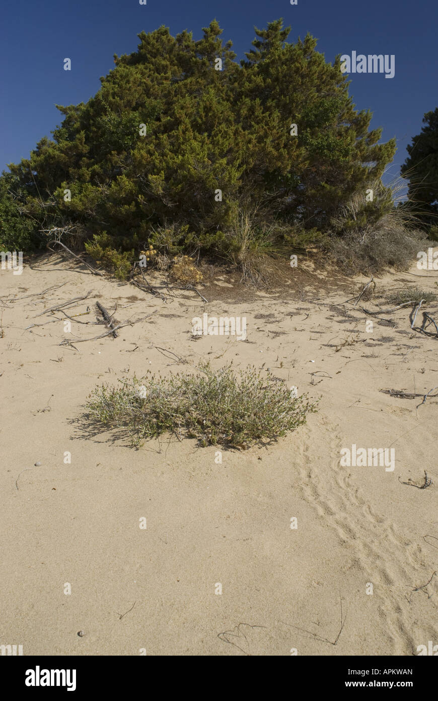 Tortoise tracks hi-res stock photography and images - Alamy