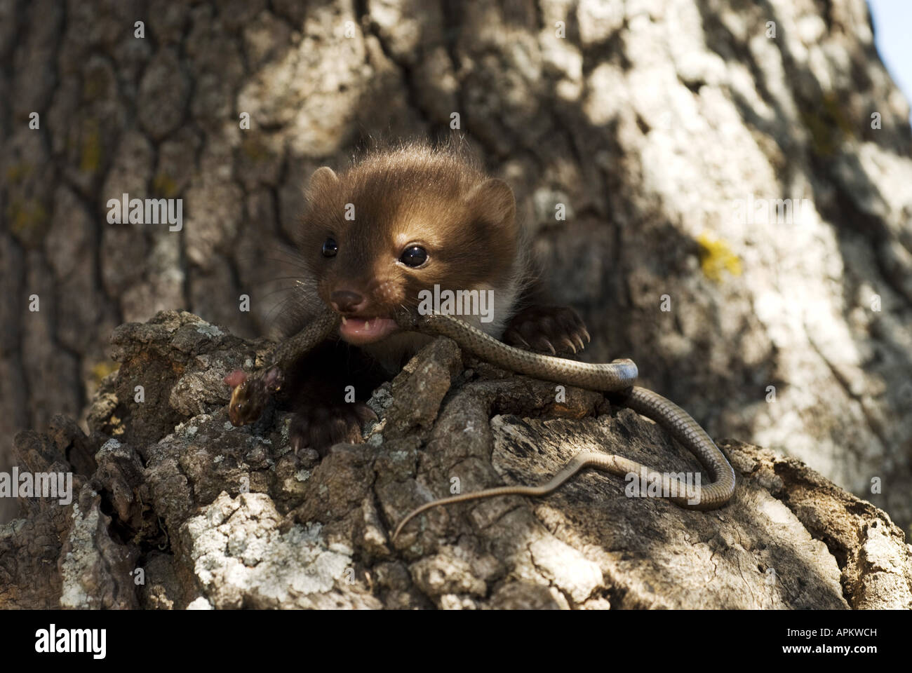 beech marten, stone marten (Martes foina), juvenile Beech marten feeds ...