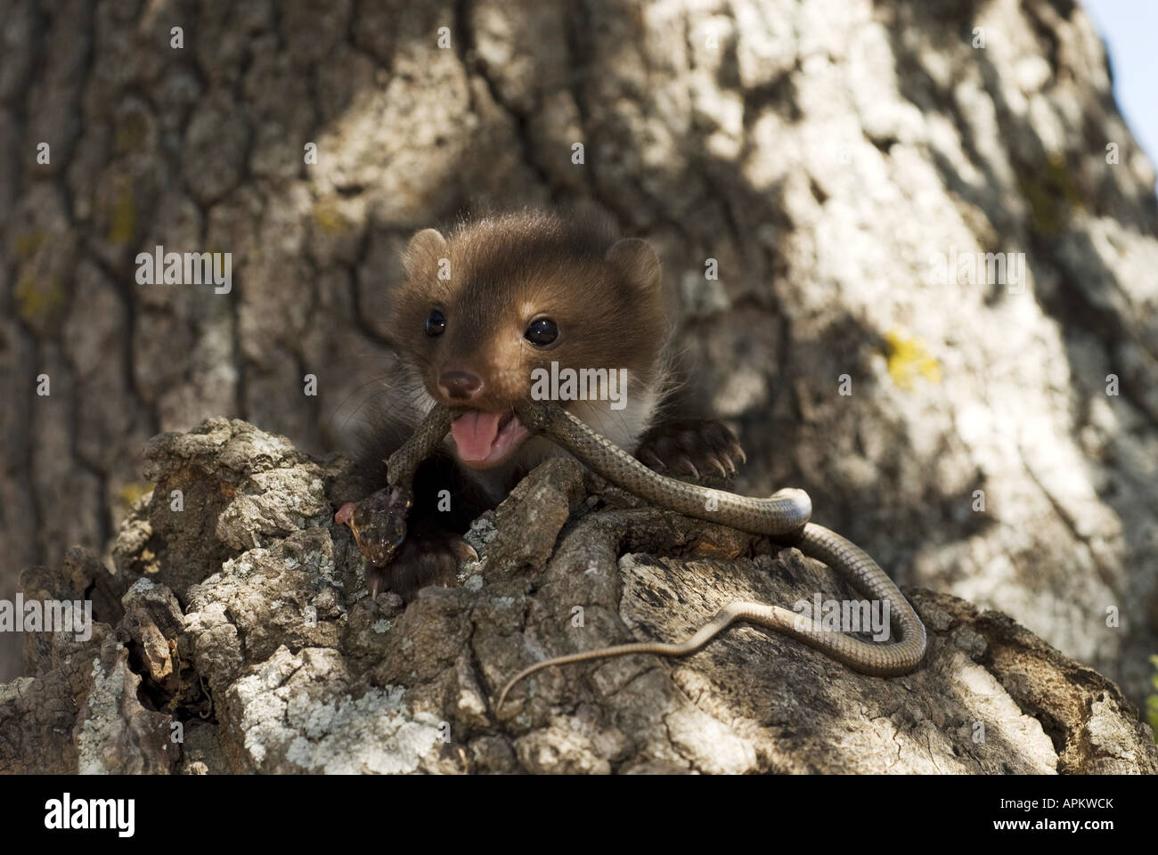 beech marten, stone marten (Martes foina), juvenile Beech marten feeds ...