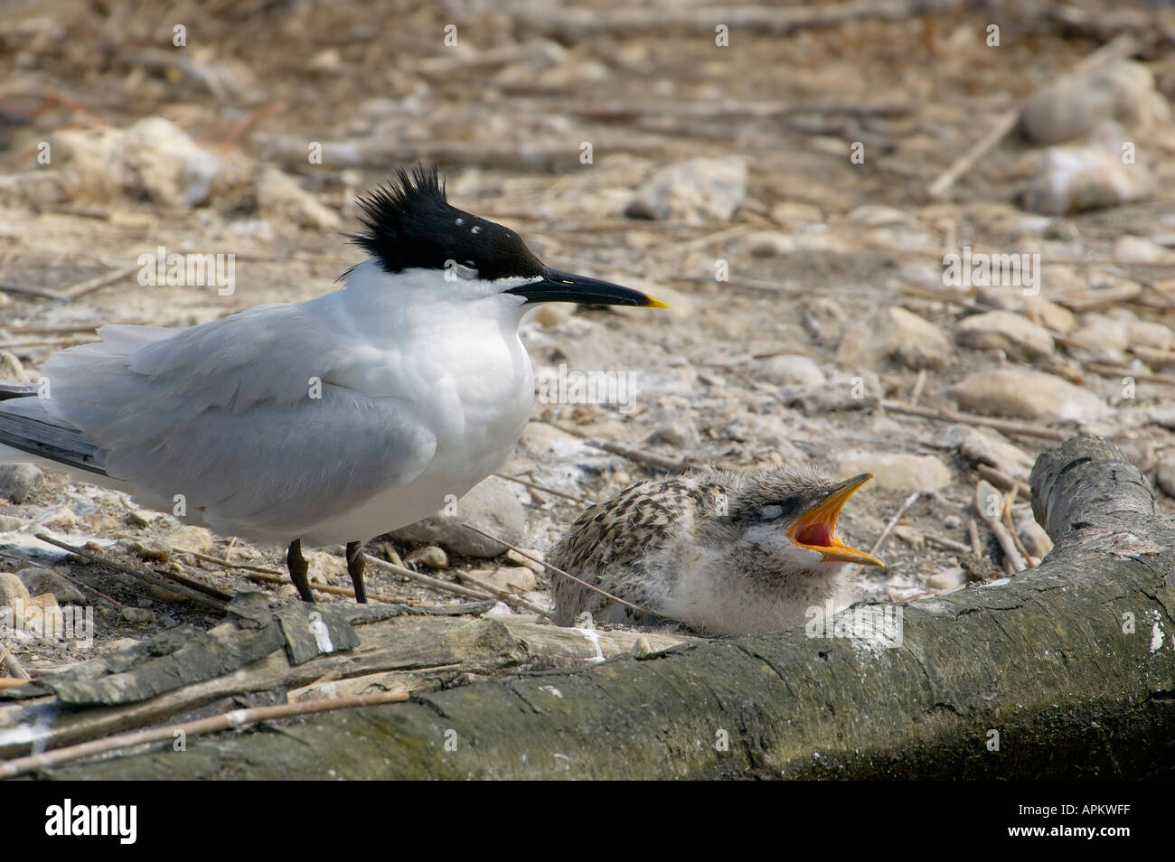 Sandwich Tern with chick Sterna sandvicensis Stock Photo - Alamy