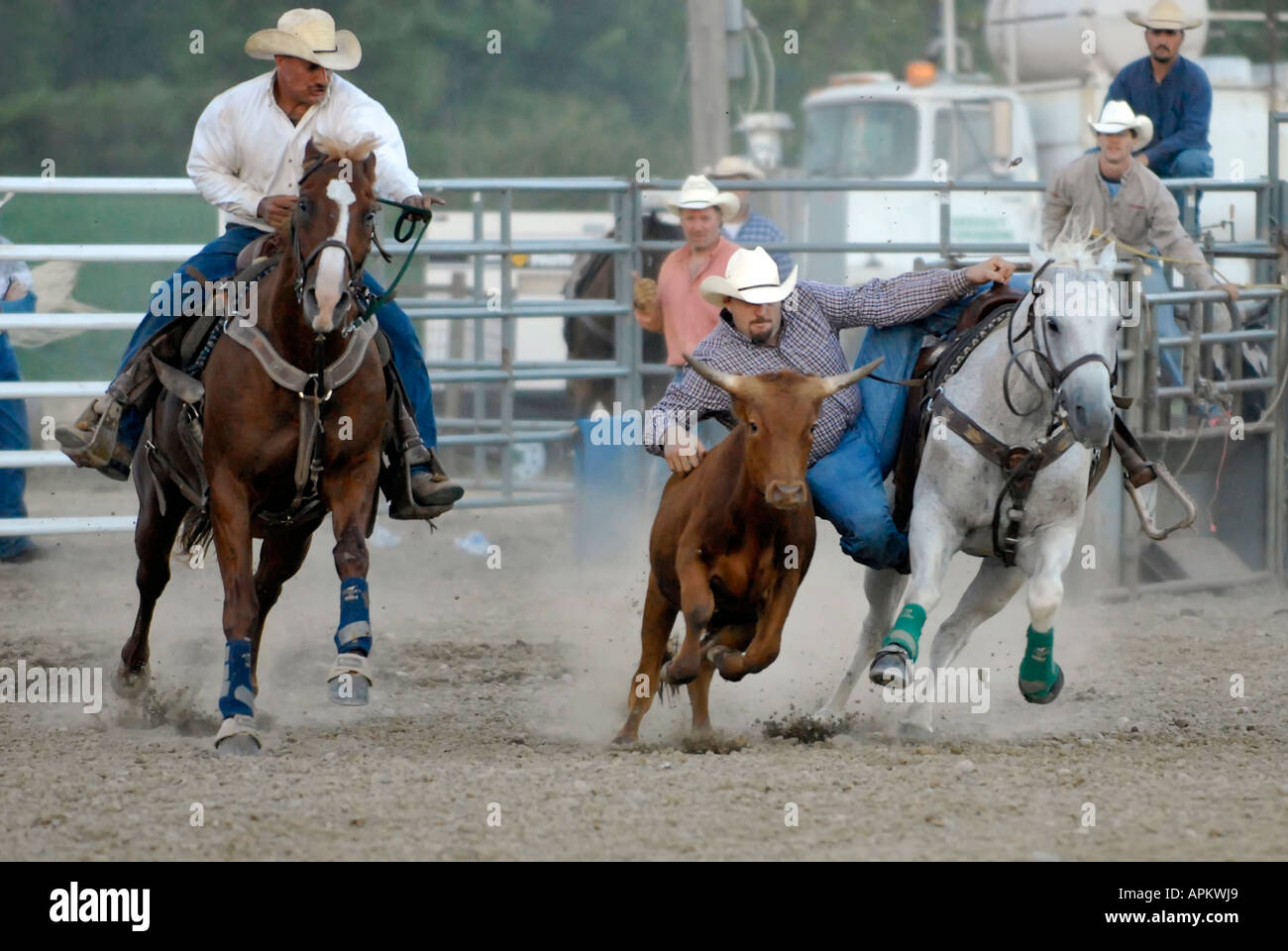 Cowboys calf wrestling hi-res stock photography and images - Alamy