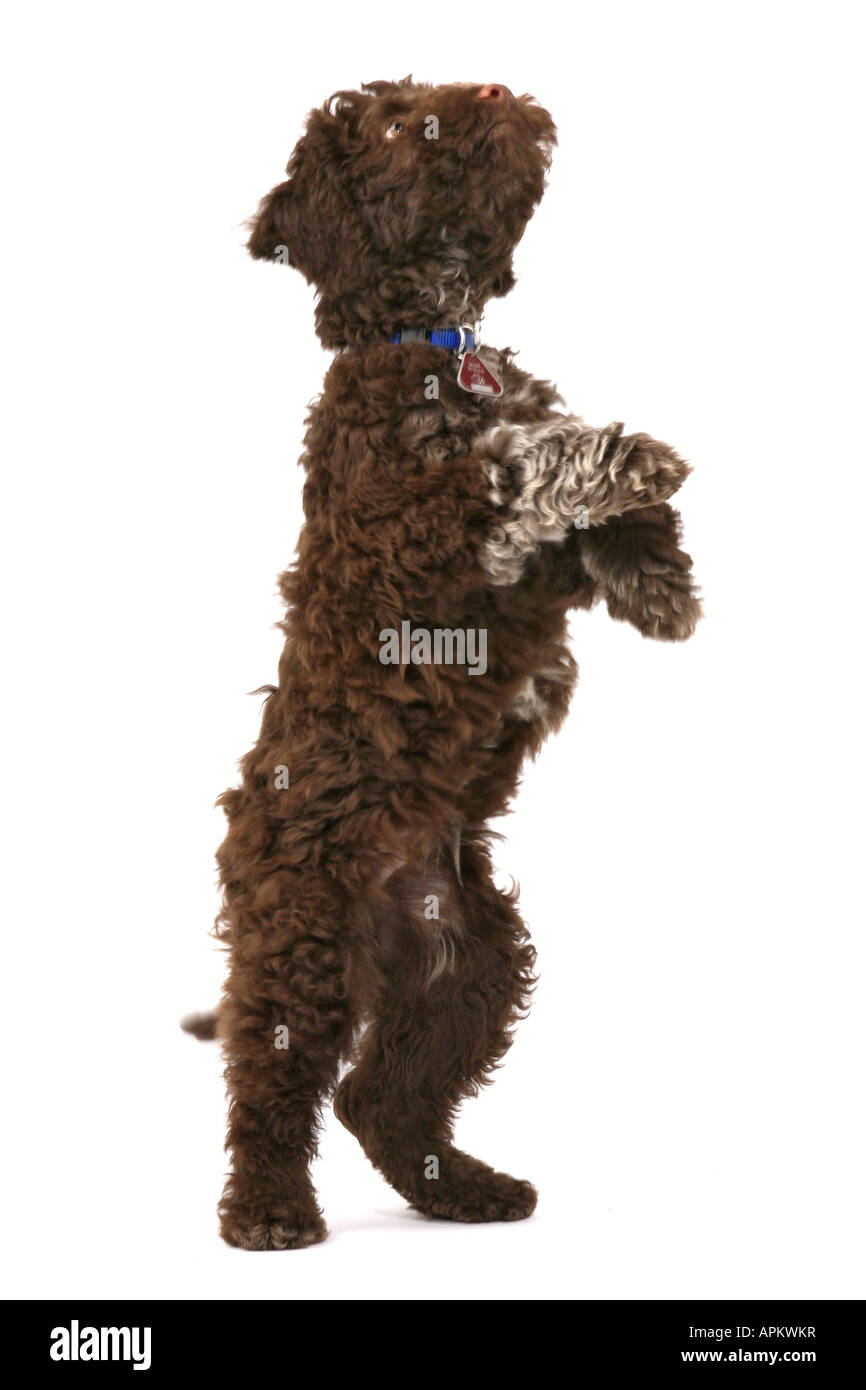 Italian Waterdog (Canis lupus f. familiaris), puppy grovelling Stock ...