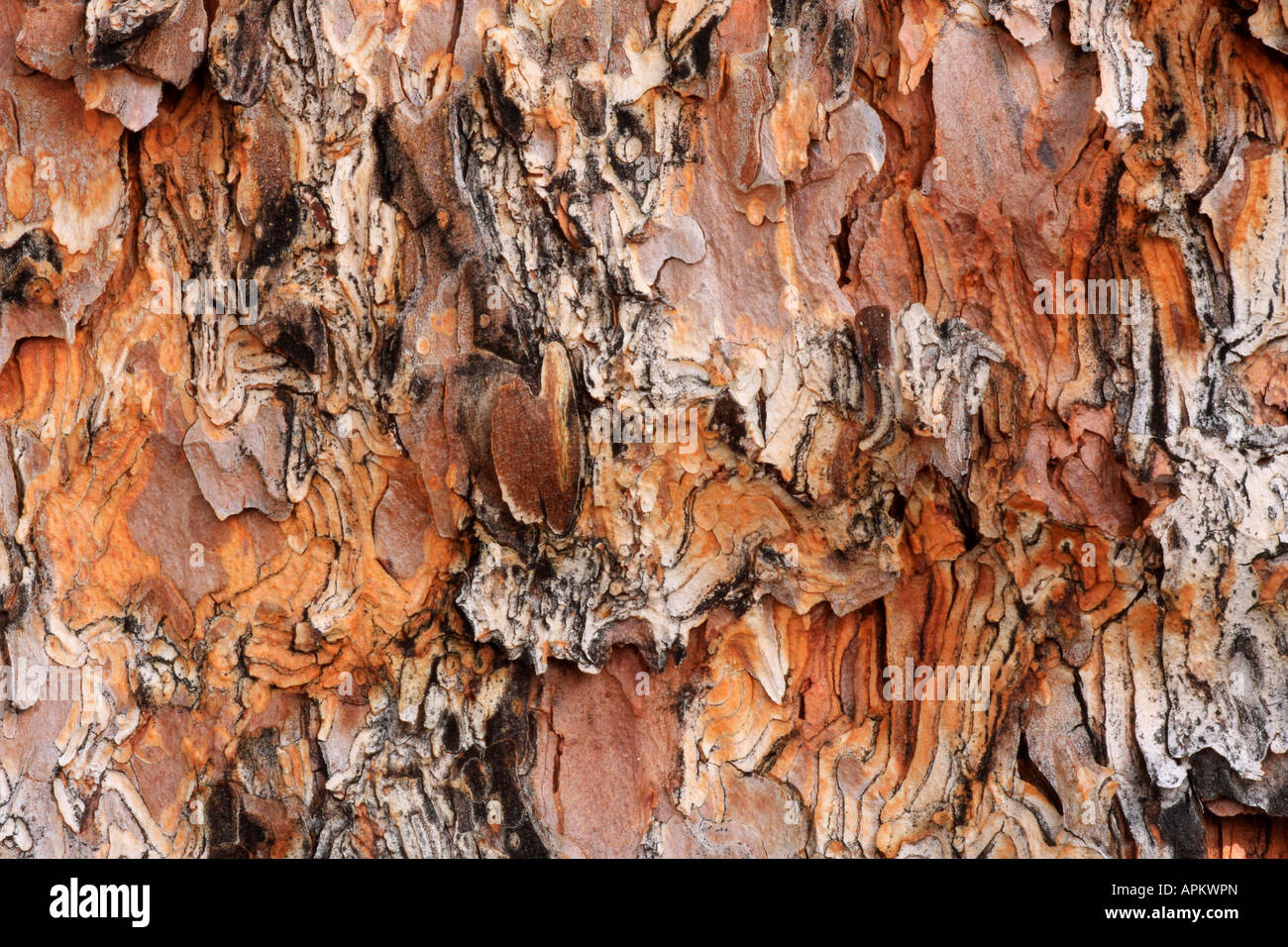 Switzerland pinus cembra hi-res stock photography and images - Alamy