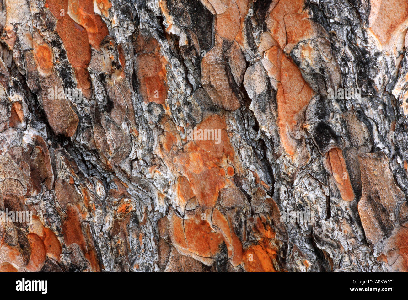 Switzerland pinus cembra hi-res stock photography and images - Alamy