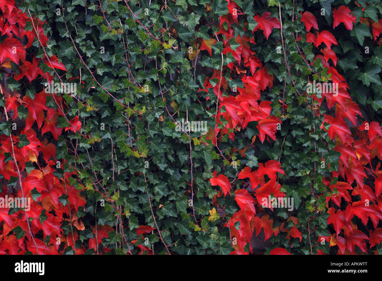 English ivy, common ivy (Hedera helix), with grape ivy (Parthenocissus ...