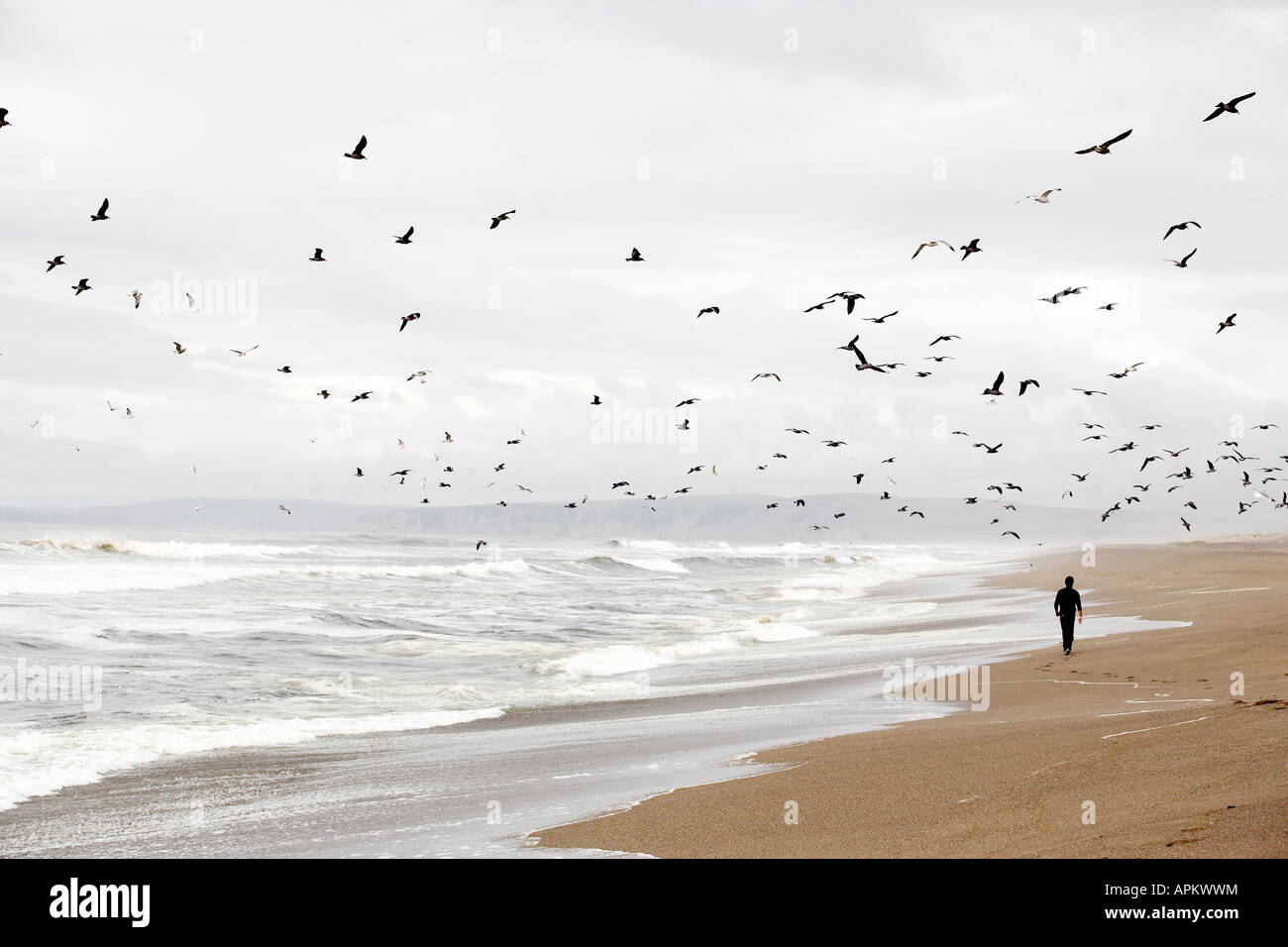 Man walking on sandy beach, flock of birds flying, Point Reyes National ...