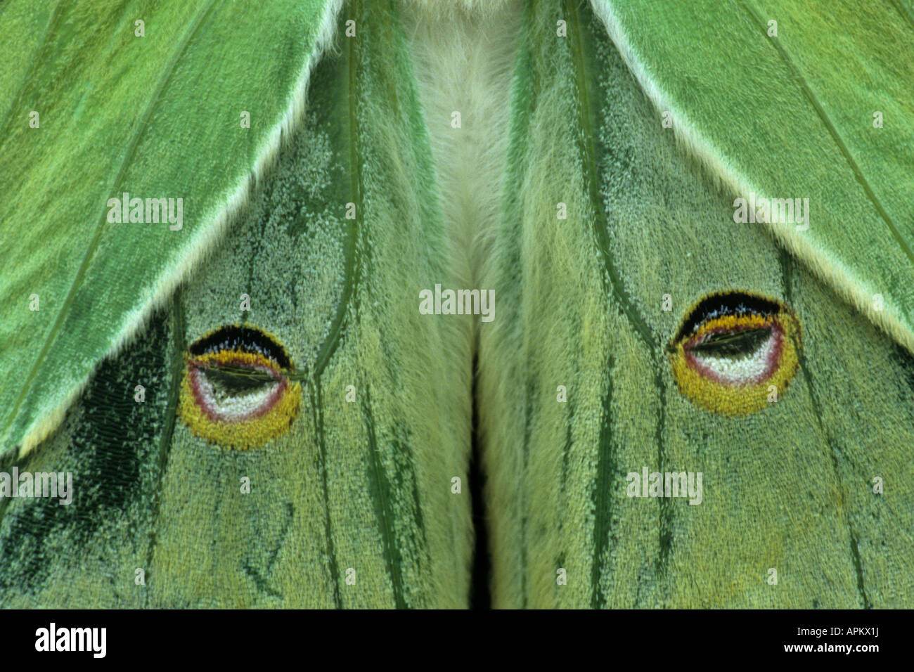 giant silkmoths, silkworm moths, emperor moths (Saturniidae), female ...