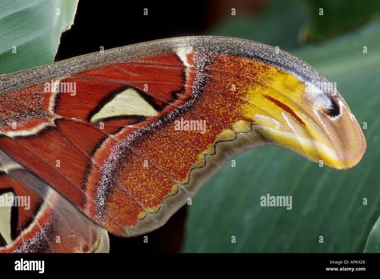 atlas moth (Attacus atlas), wing detail Stock Photo - Alamy