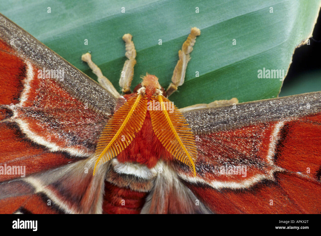 atlas moth (Attacus atlas), head Stock Photo - Alamy