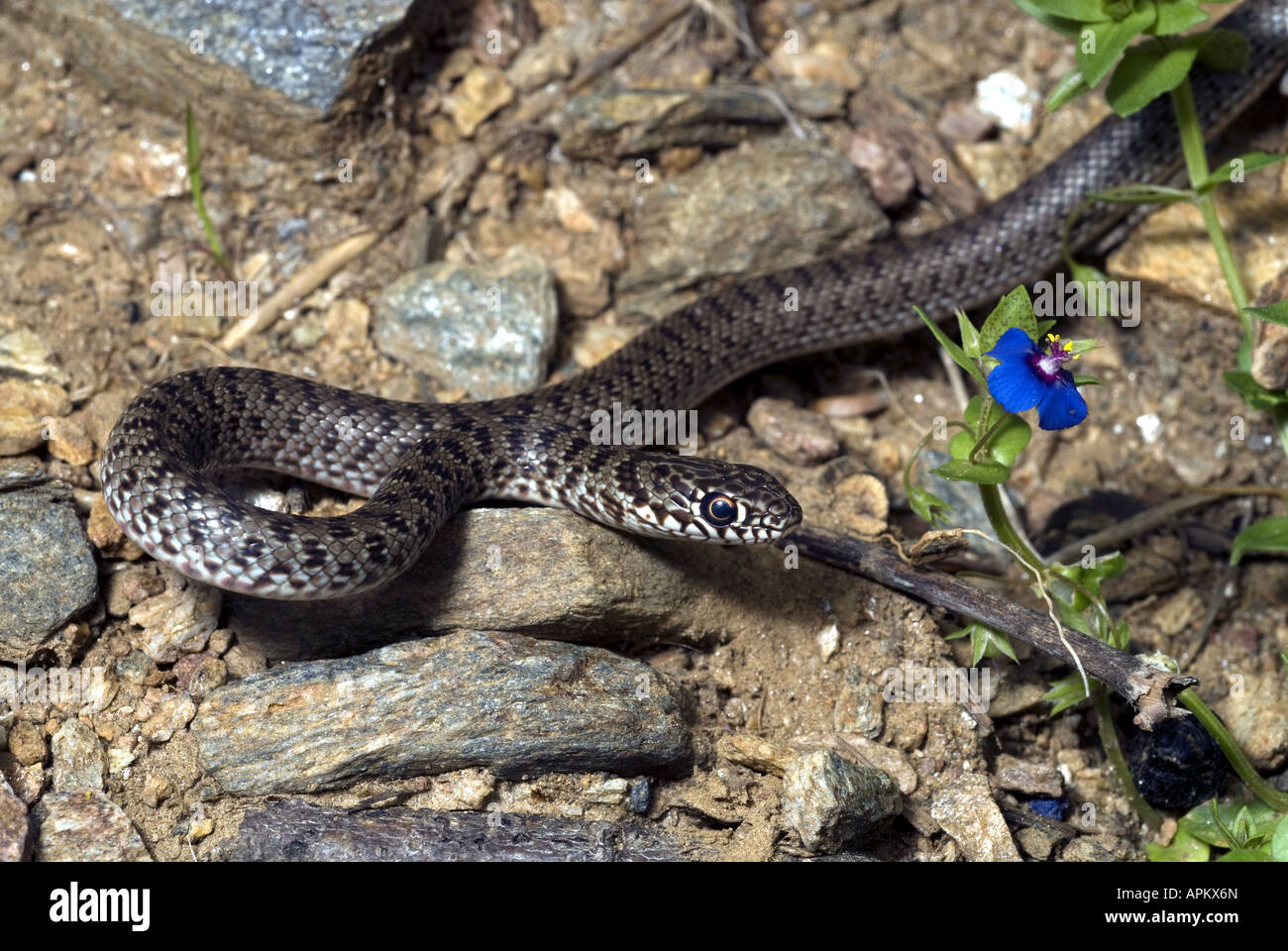 Large Whip Snake (Dolichophis caspius, Coluber caspius), juvenile ...