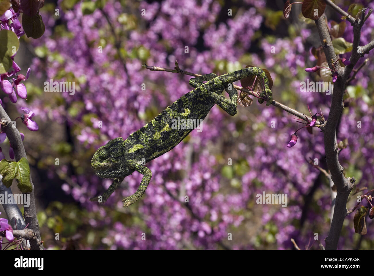 Mediterranean chameleon, African chameleon, common chameleon (Chamaeleo ...