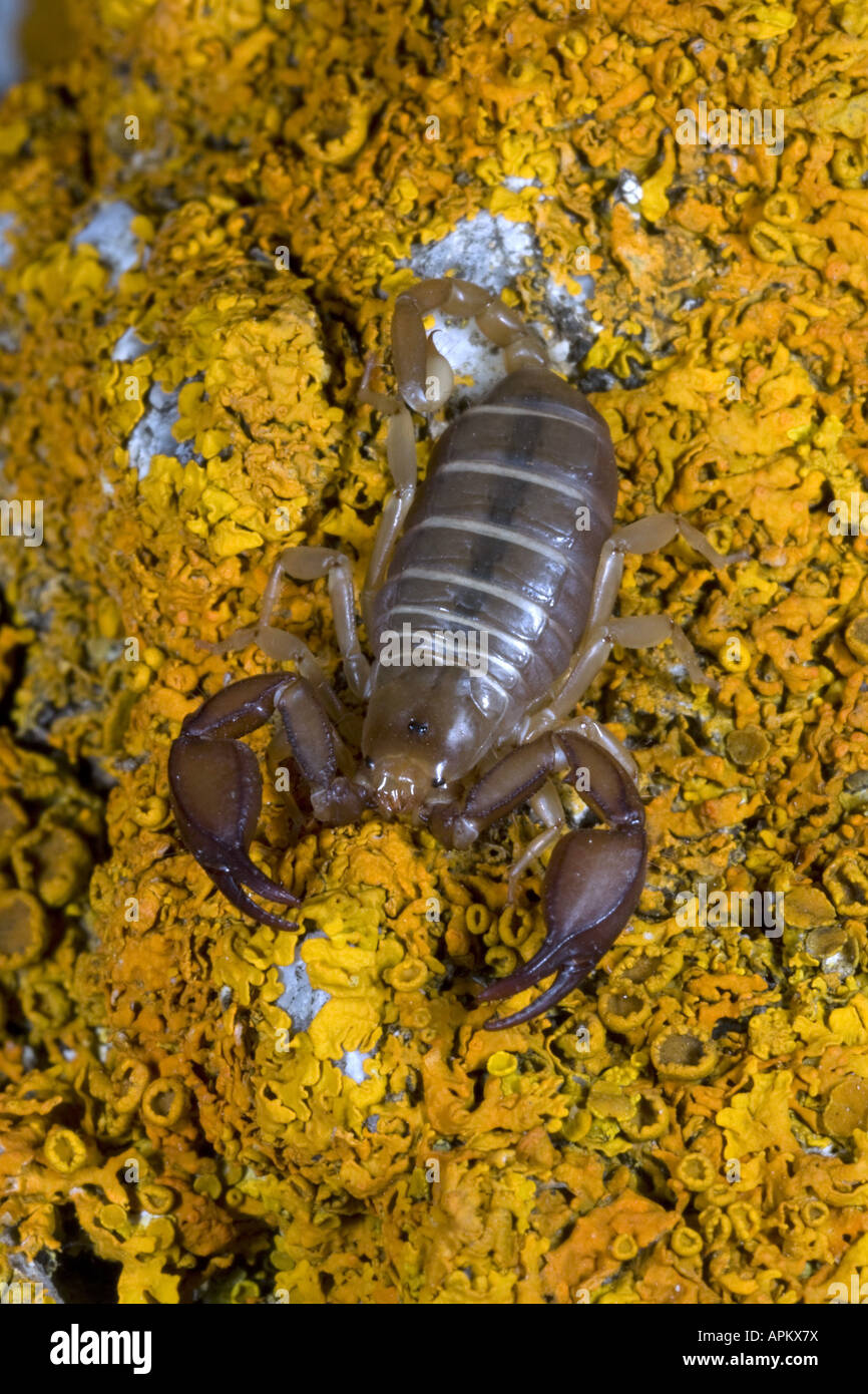 Italian scorpion (Euscorpius italicus), on yellow lichens, Greece ...