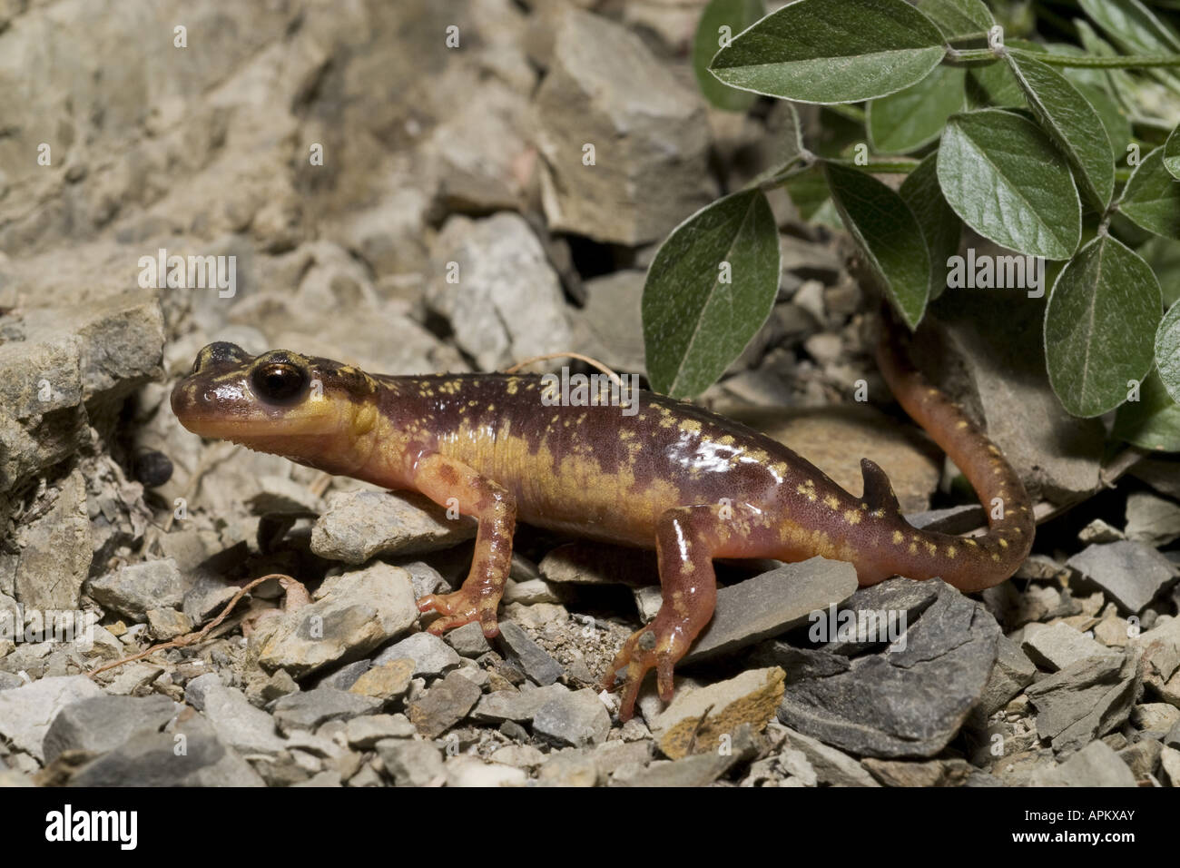 Aegean salamander (Lyciasalamandra helverseni), male, Greece, Krpathos ...