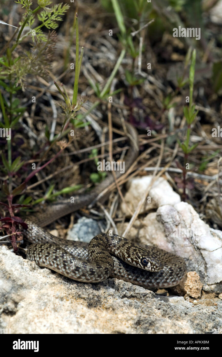 Large Whip Snake (Dolichophis caspius, Coluber caspius), juvenile ...