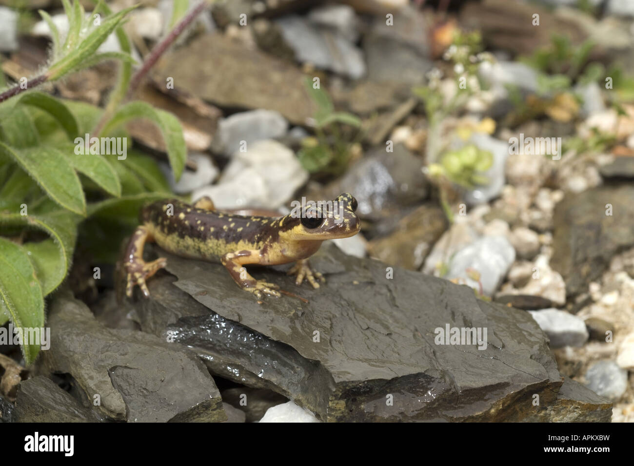 Amphibians of the dodecanese islands hi-res stock photography and ...