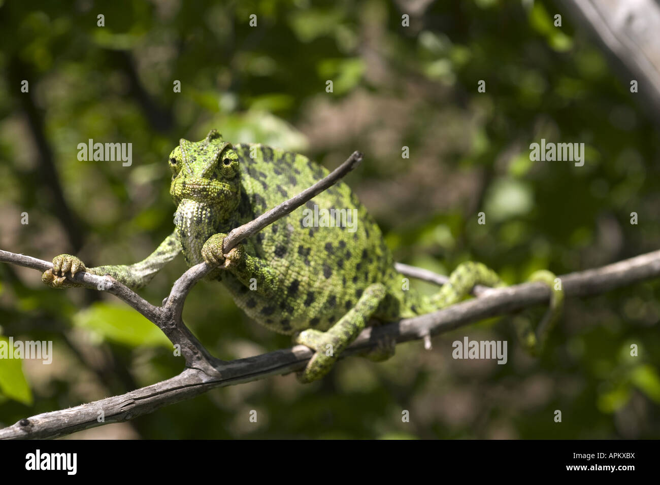 Mediterranean chameleon african chameleon common hi-res stock ...