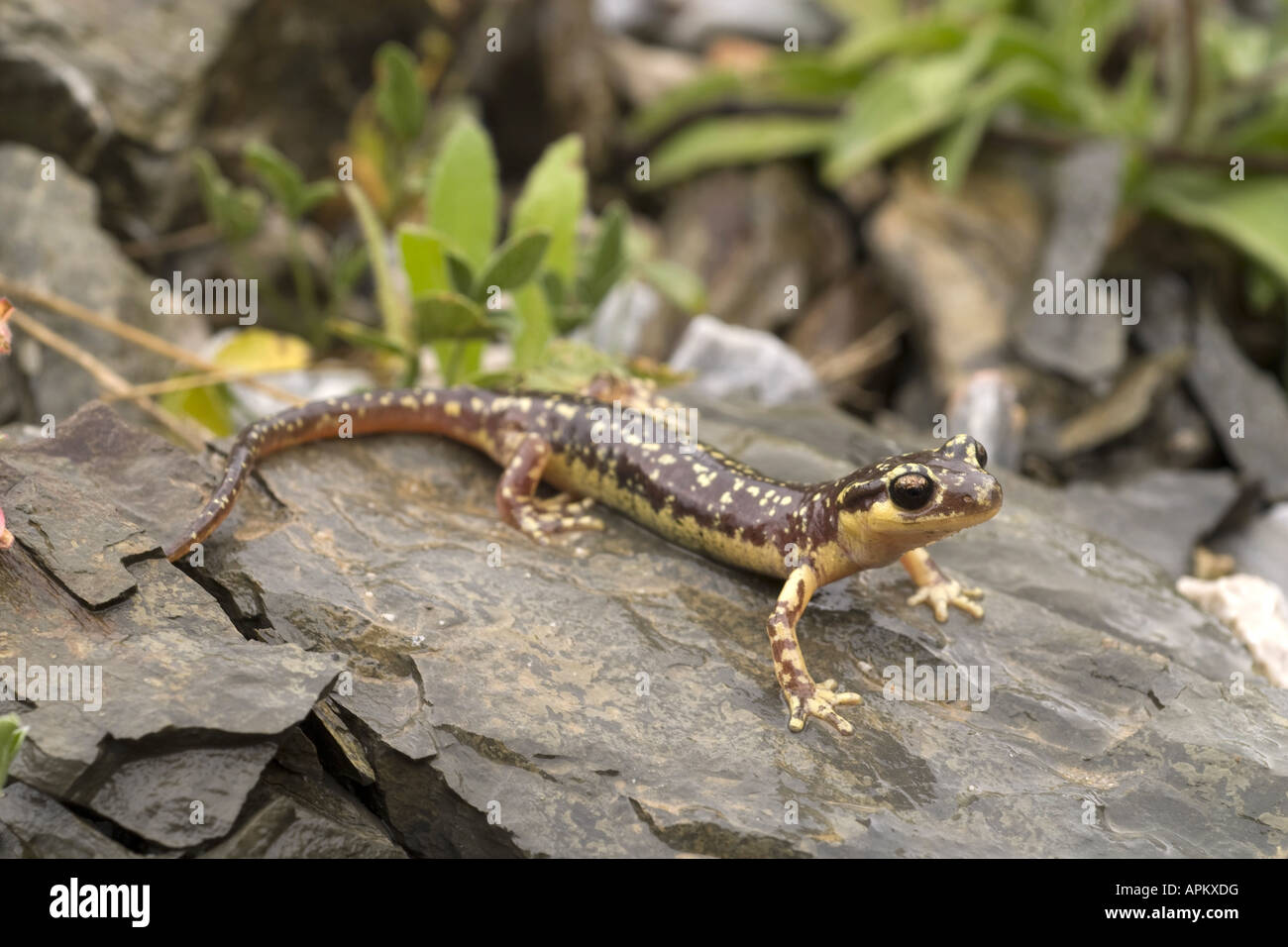 Aegean salamander (Lyciasalamandra helverseni), female, Greece ...