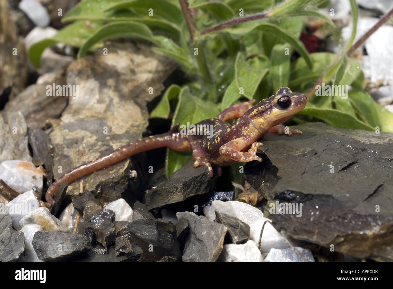 Aegean salamander (Lyciasalamandra helverseni), male, Greece, Krpathos ...