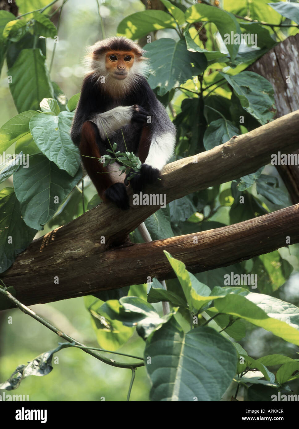 red-shanked douc langur, dove langur (Pygathrix nemaeus), on branch ...