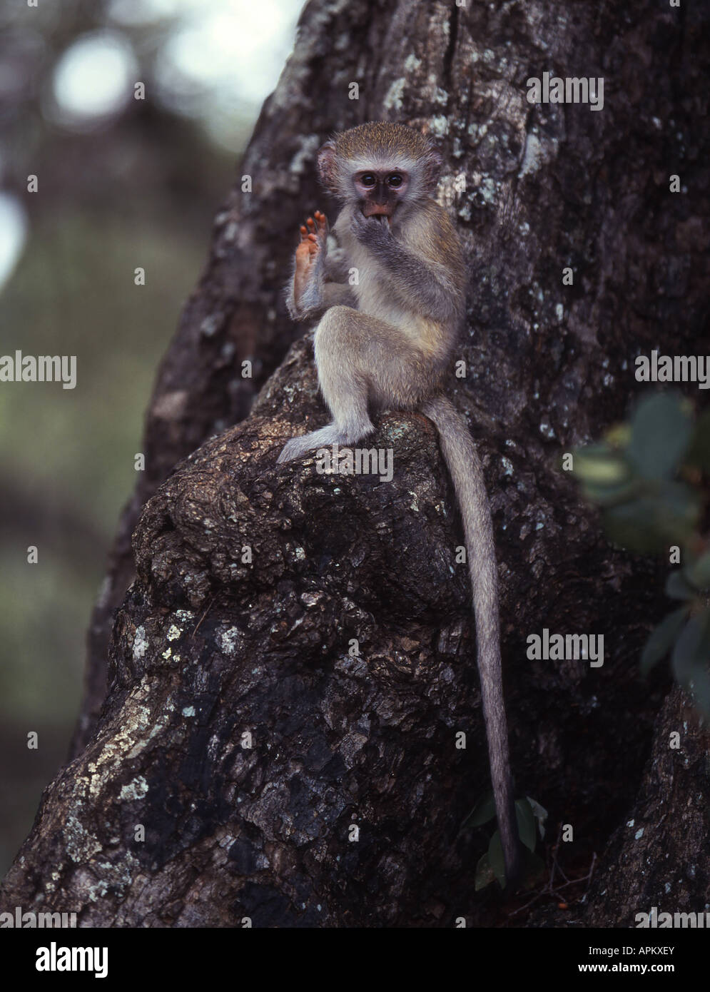 grivet monkey, savanna monkey, green monkey, Vervet monkey ...