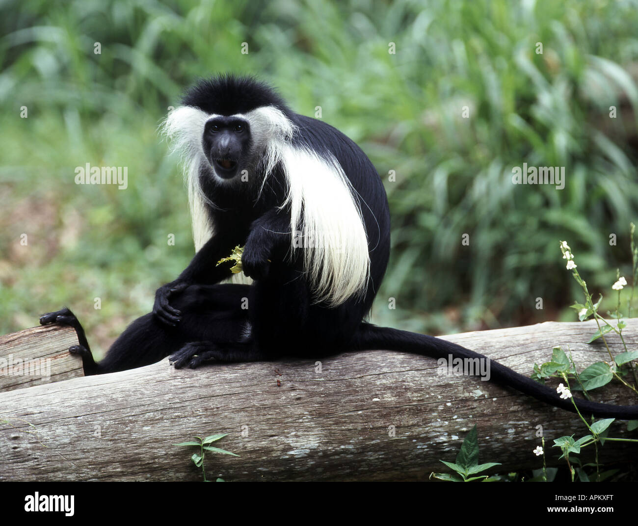 guereza, guereza colobus, eastern black-and-white colobus, mantled ...