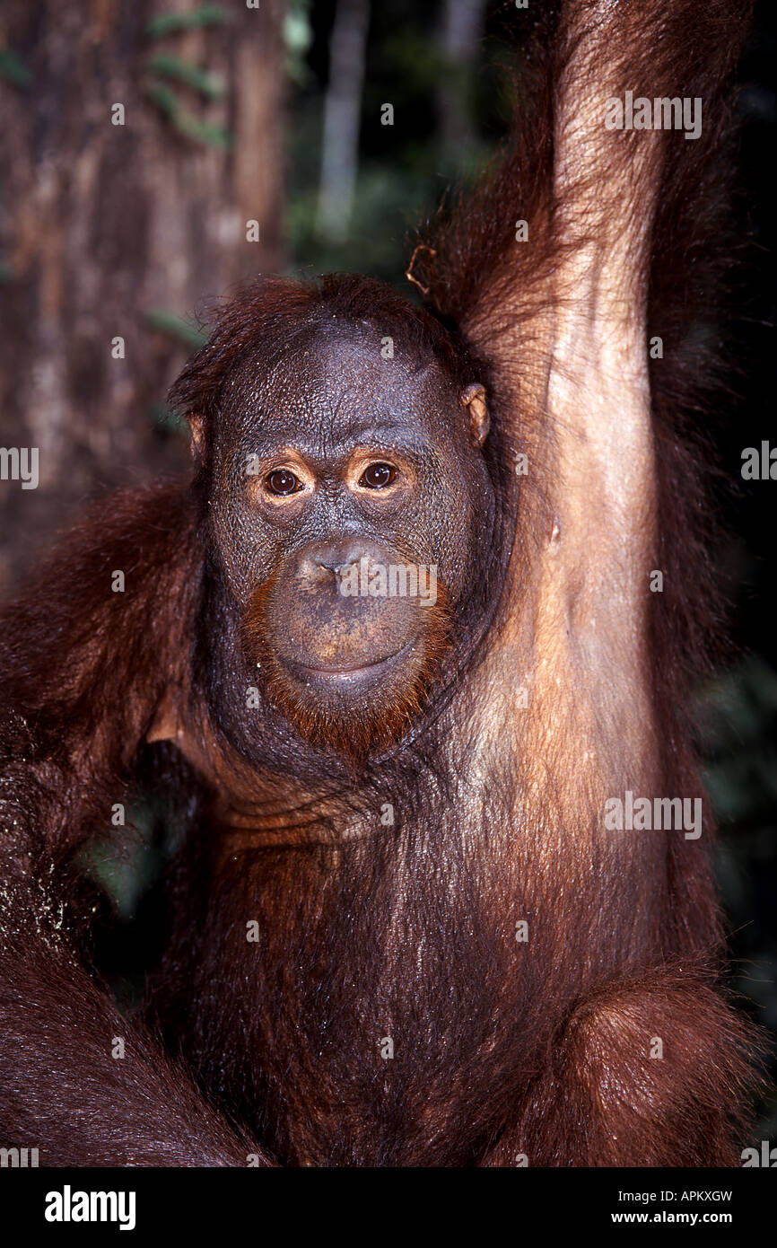 orang-utan, orangutan, orang-outang (Pongo pygmaeus), portrait Stock ...