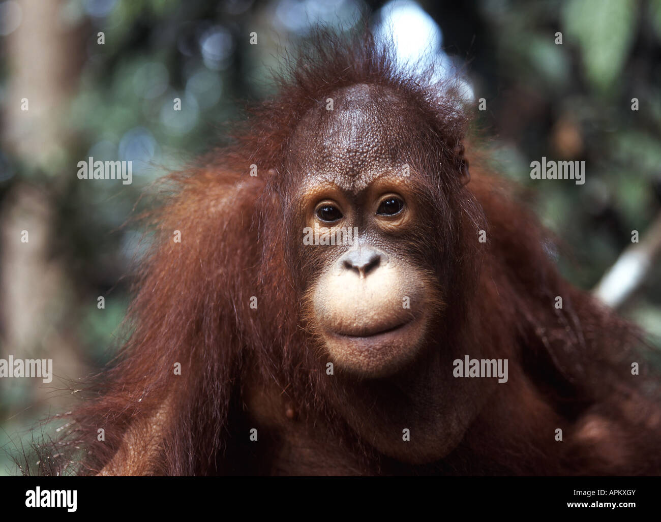 orang-utan, orangutan, orang-outang (Pongo pygmaeus), portrait Stock ...