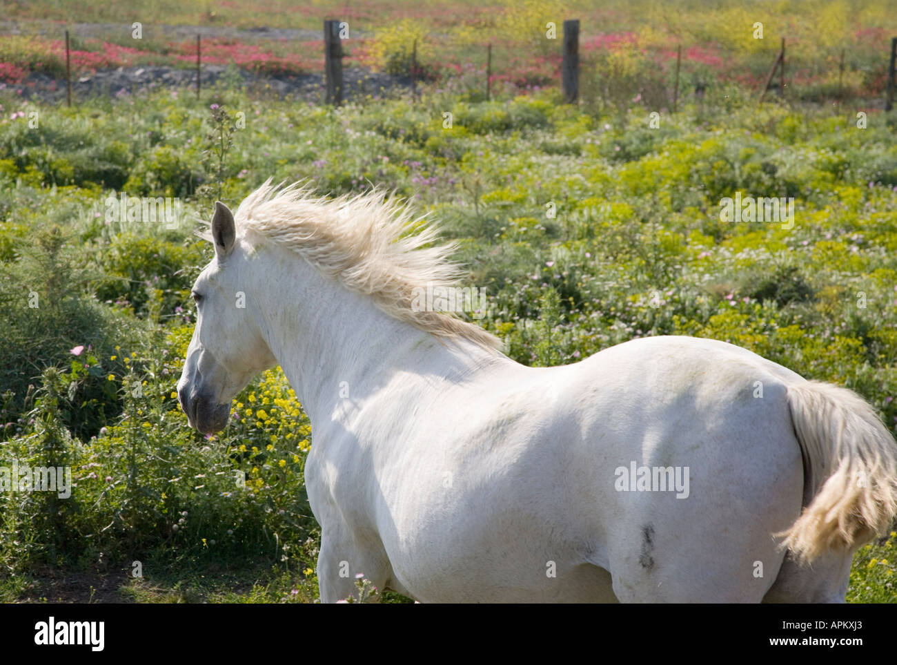 White horse in field of spring flowers Stock Photo - Alamy
