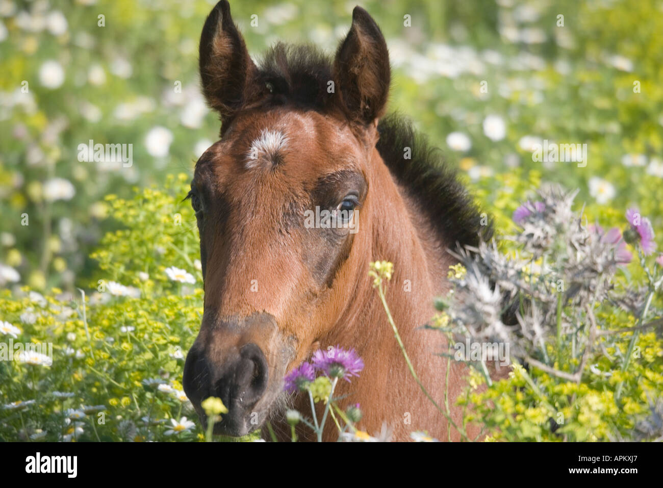 Foal in field of spring flowers Stock Photo - Alamy
