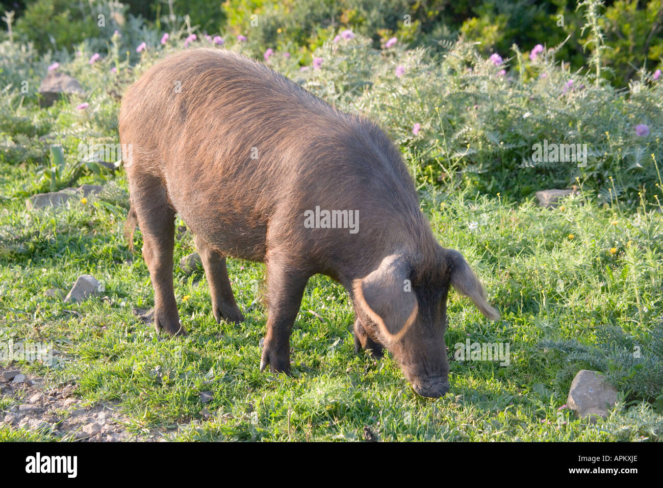 Pig in field in springtime Stock Photo - Alamy