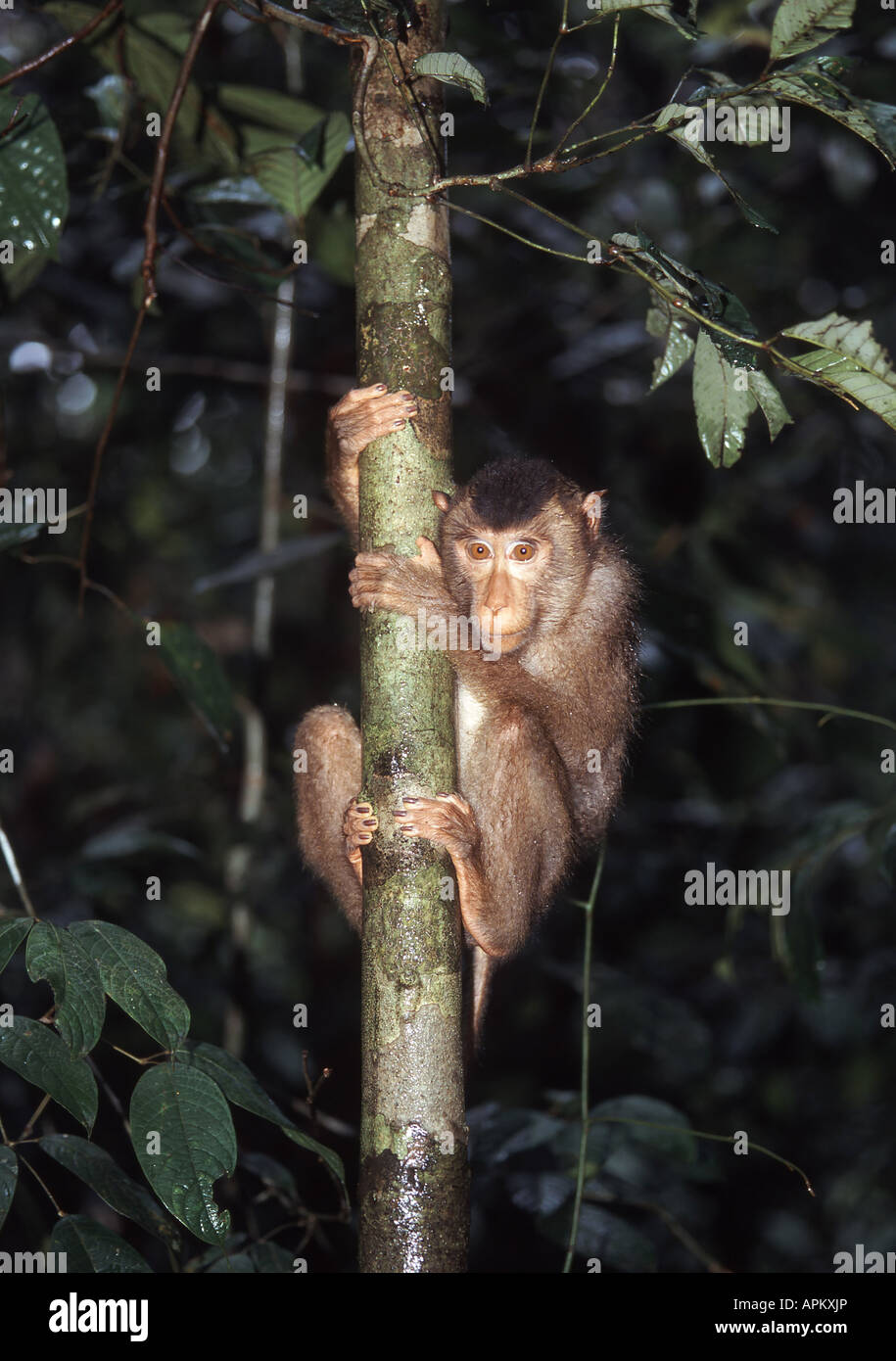 pigtail macaque (Macaca nemestrina), climbing on tree Stock Photo - Alamy