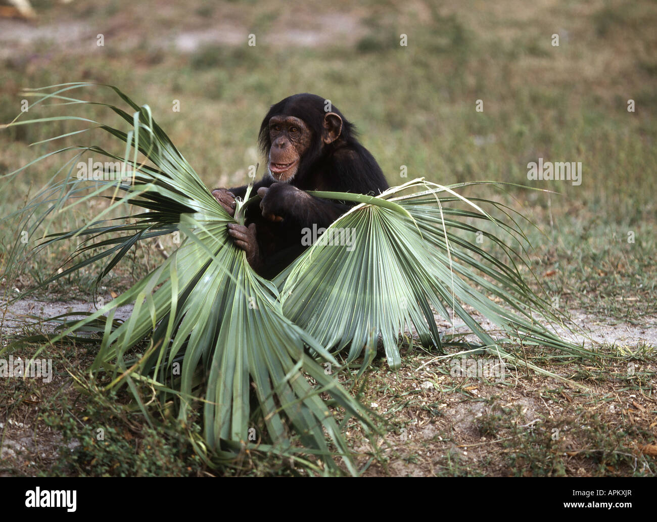 common chimpanzee (Pan troglodytes), pup playing with palm leaves Stock ...