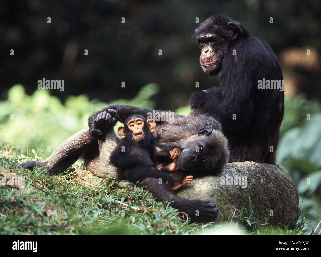 common chimpanzee (Pan troglodytes), group with pup Stock Photo - Alamy