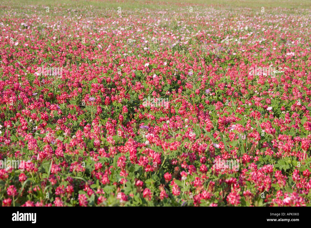Spring flowers in field Stock Photo - Alamy