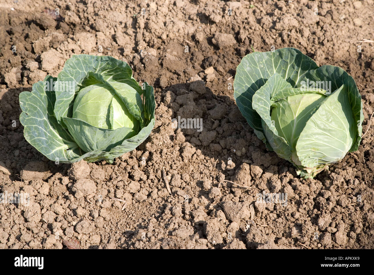 Two cabbages in the earth Stock Photo - Alamy